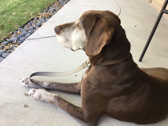 Pet Hero: Cosmo, the cancer-fighting dog | PetCure Oncology