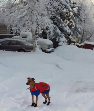 5 Pet Safety Tips for Cold Weather | PetCure Oncology