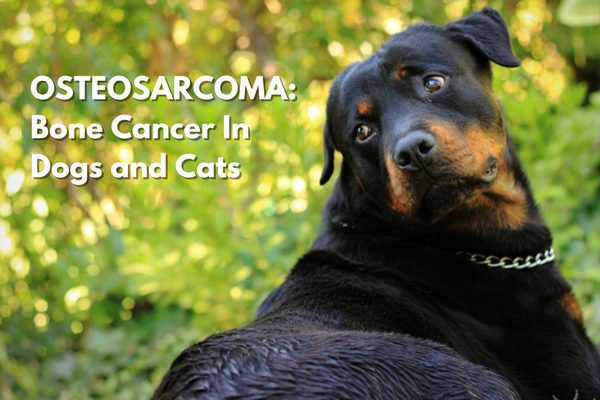 Learn About Osteosarcoma (Bone Cancer) in Cats | PetCure Oncology