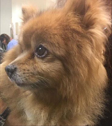 Pet Hero: Peanut the Pomeranian | PetCure Oncology