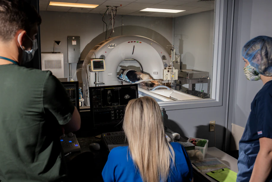PetCure Featured In The Washington Post | PetCure Oncology